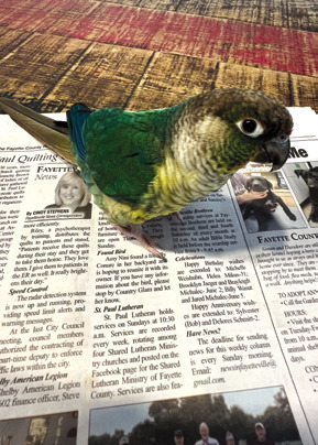 Found Bird in Fayetteville Reunited with Owners | The Fayette County Record