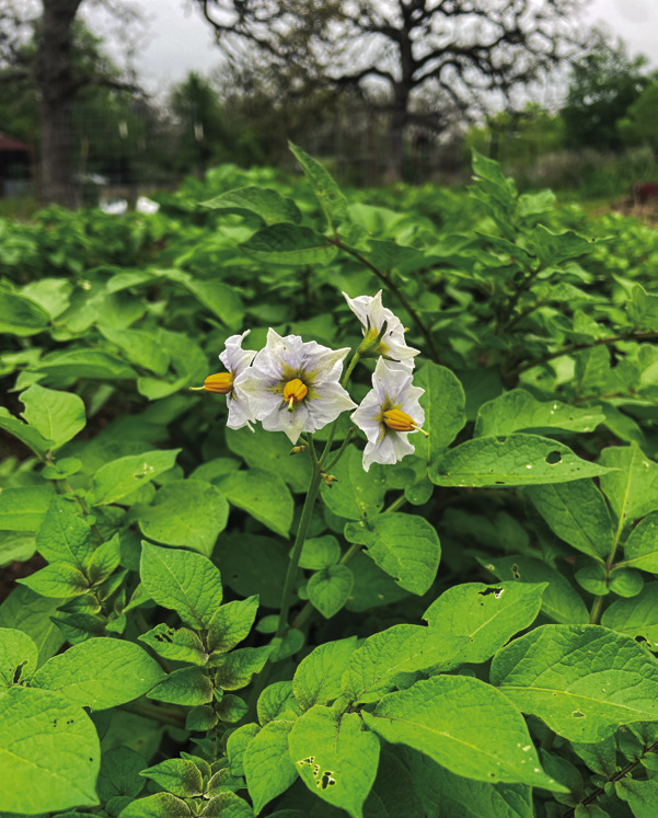 An Update From The Potato Patch | The Fayette County Record