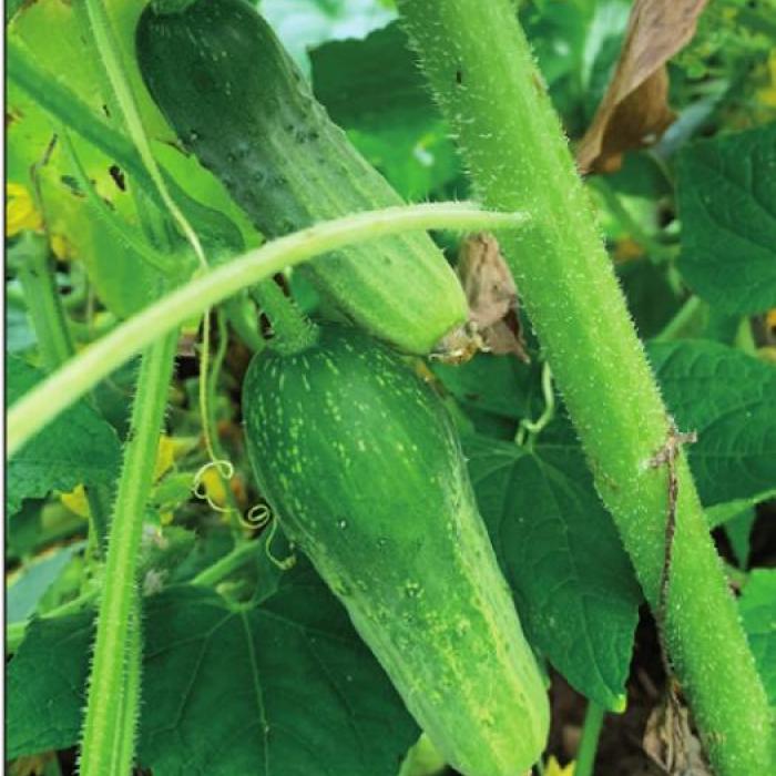 A Second Cucumber Surge and Experiments With the Three Sisters Method ...