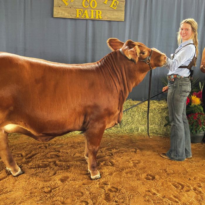 Fayette County Fair Junior Beef Breeding Show Results | The Fayette ...