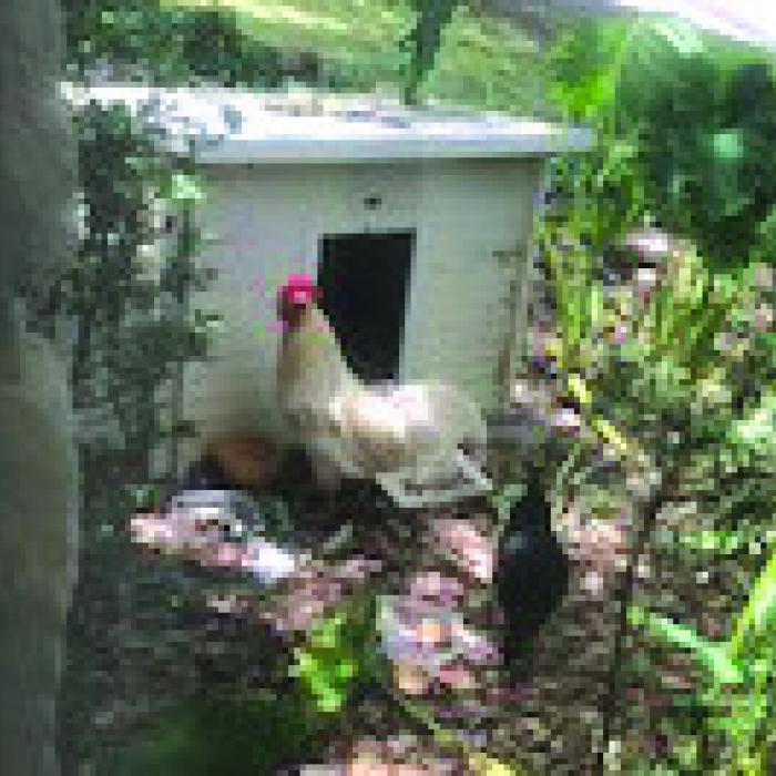 Cyclops: A Old Rooster Finds Purpose | The Fayette County Record